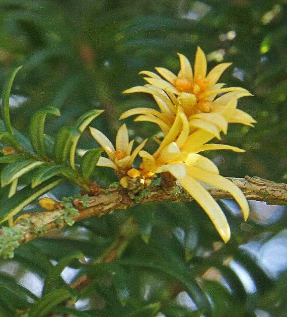 Yew Tree Join Tweedy's Newest Endeavour: The Yew Tree! – Tweedy